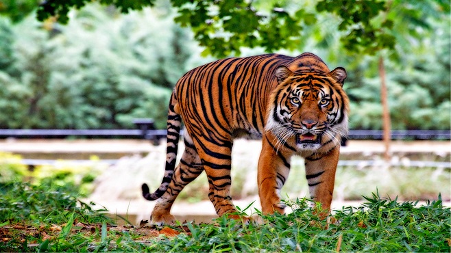The Tiger King Could Land A Shorter Sentence News Talk 98 5 The The Tiger King Could Land A Shorter Sentence News Talk 98 5 The